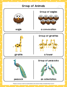 Flashcards of Collective Nouns for Animals - Your Home Teacher