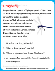 Dragonfly - Reading Comprehension - Your Home Teacher